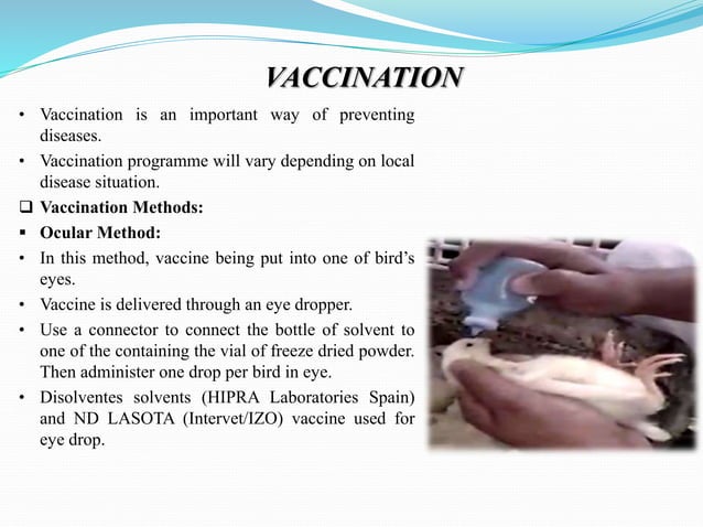 "Brooding Management of Layers Chicks" | PPTX