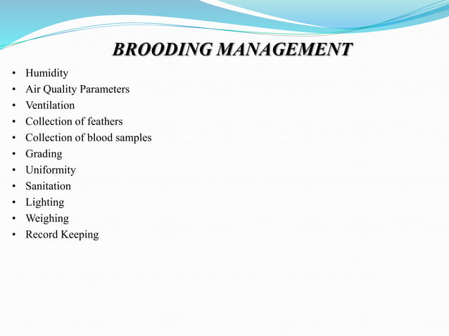 "Brooding Management of Layers Chicks" | PPTX