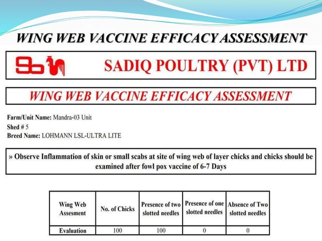 "Brooding Management of Layers Chicks" | PPTX