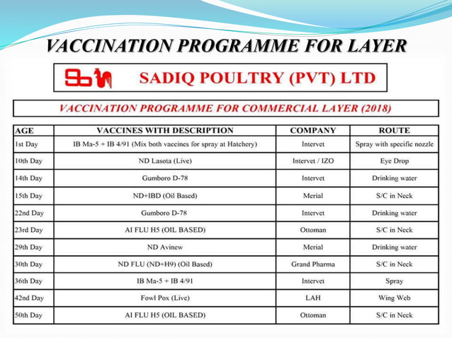 "Brooding Management of Layers Chicks" | PPTX