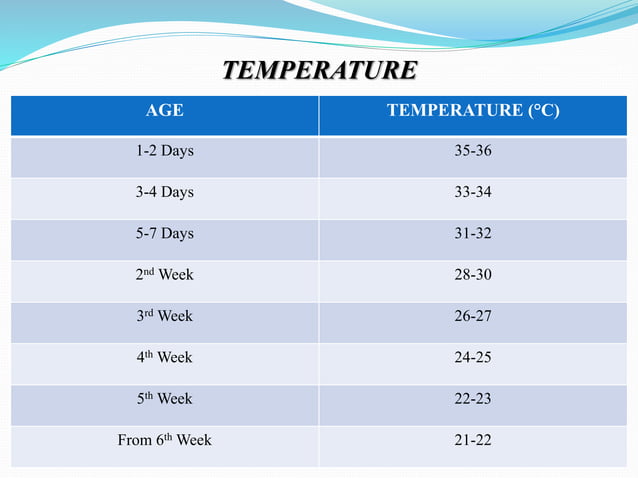 "Brooding Management of Layers Chicks" | PPTX