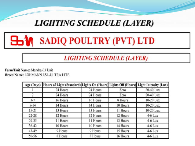 "Brooding Management of Layers Chicks" | PPTX