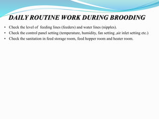 "Brooding Management of Layers Chicks" | PPTX
