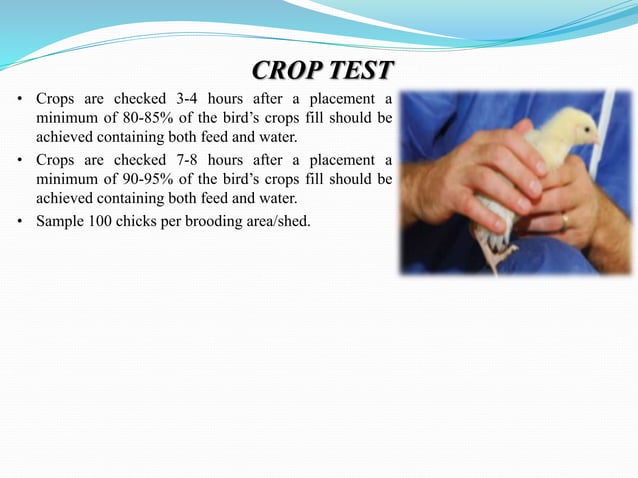 "Brooding Management of Layers Chicks" | PPTX