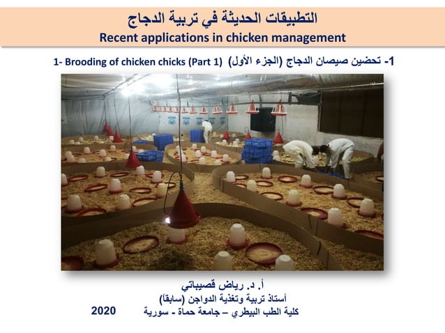1- Brooding of chicken chicks (part 1) (تحضين صيصان الدجاج (الجزء الأول | PDF