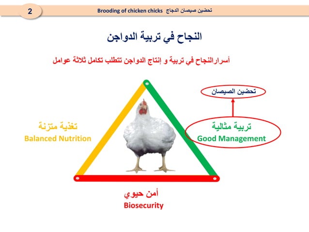 1- Brooding of chicken chicks (part 1) (تحضين صيصان الدجاج (الجزء الأول | PDF