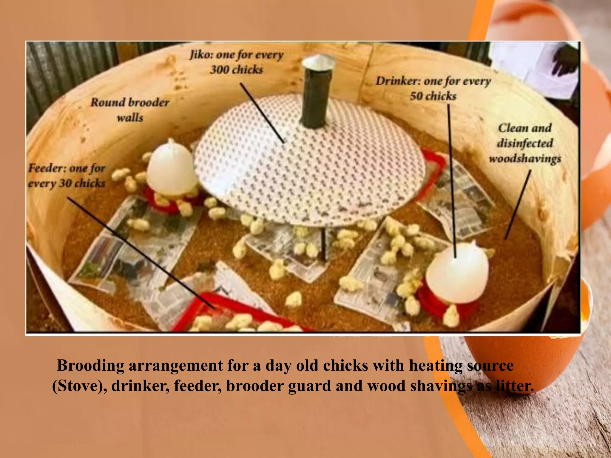 Brooding requirements in poultry | PDF