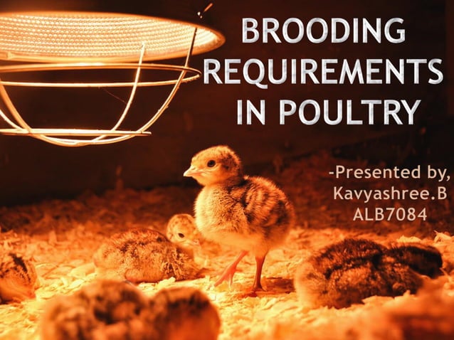 Brooding requirements in poultry | PDF