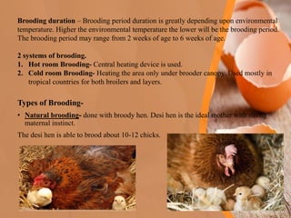Brooding requirements in poultry | PDF