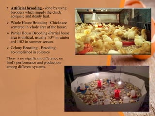 Brooding requirements in poultry | PDF