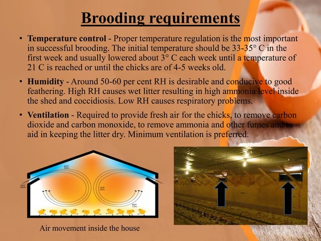 Brooding requirements in poultry | PDF