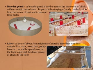 Brooding requirements in poultry | PDF