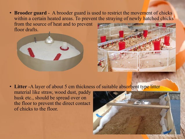 Brooding requirements in poultry | PDF