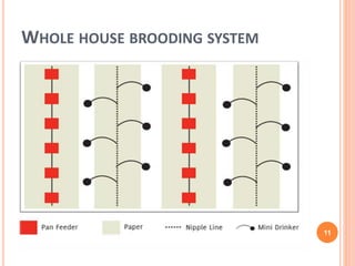 Brooding temperature practices of the broilers | PPT