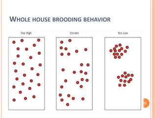 Brooding temperature practices of the broilers | PPT
