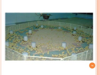 Brooding temperature practices of the broilers | PPT