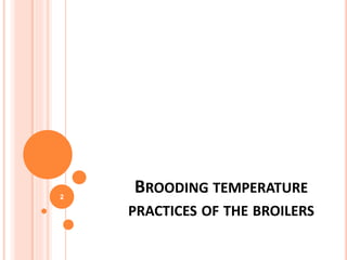 Brooding temperature practices of the broilers | PPT