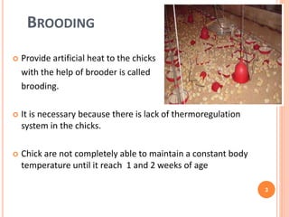 Brooding temperature practices of the broilers | PPT