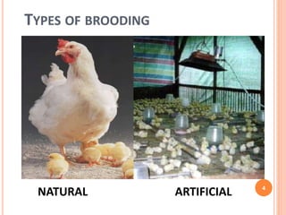 Brooding temperature practices of the broilers | PPT