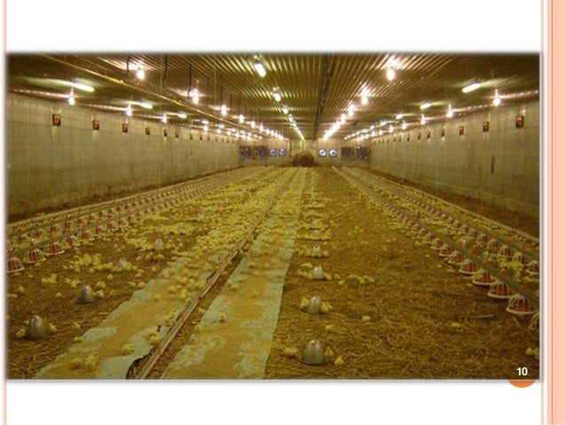 Brooding temperature practices of the broilers