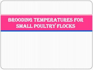 Brooding temperatures for | PPT