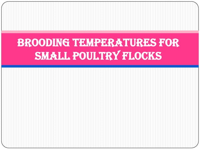 Brooding temperatures for | PPT