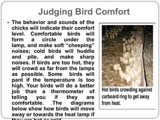 Brooding temperatures for | PPT