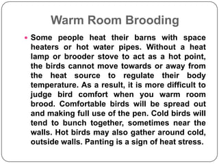 Brooding temperatures for | PPT