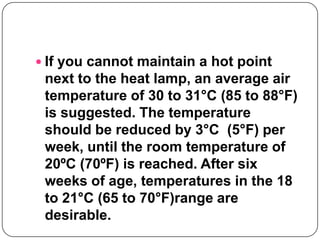 Brooding temperatures for | PPT
