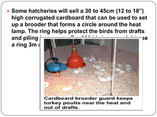 Brooding temperatures for | PPT