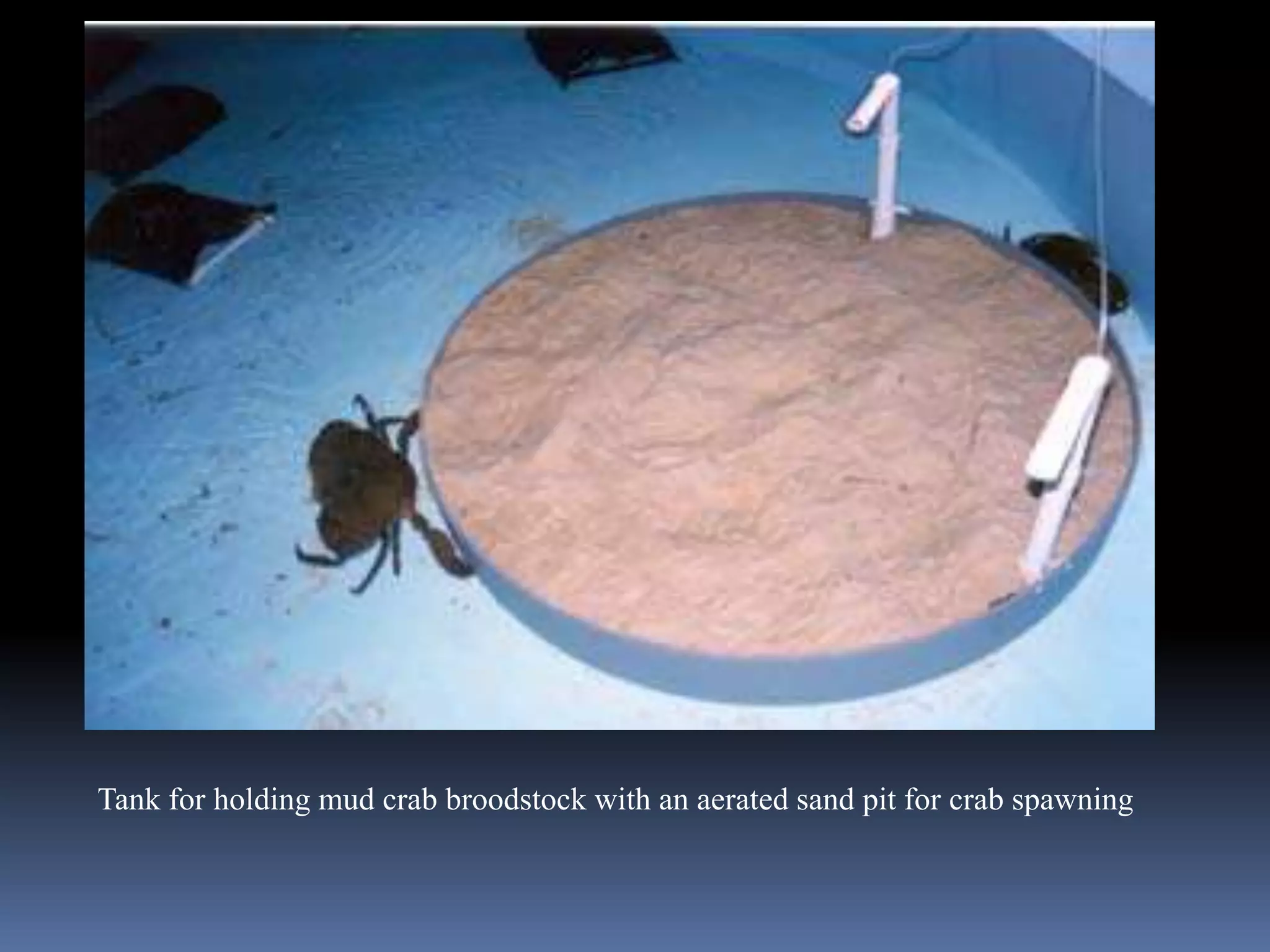 Brood stock management and larval rearing of mud crab scylla serrata ...