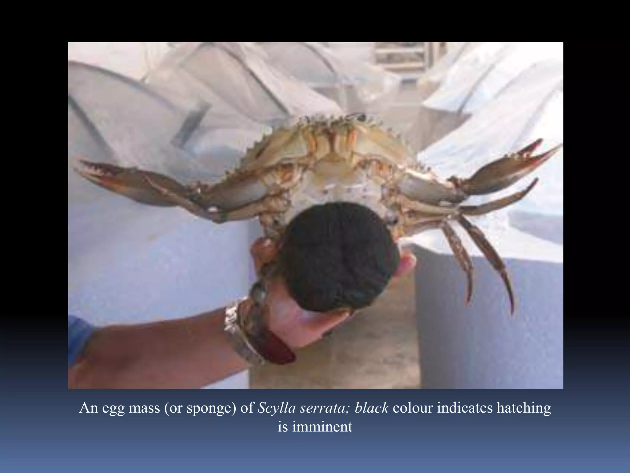 Brood stock management and larval rearing of mud crab scylla serrata ...