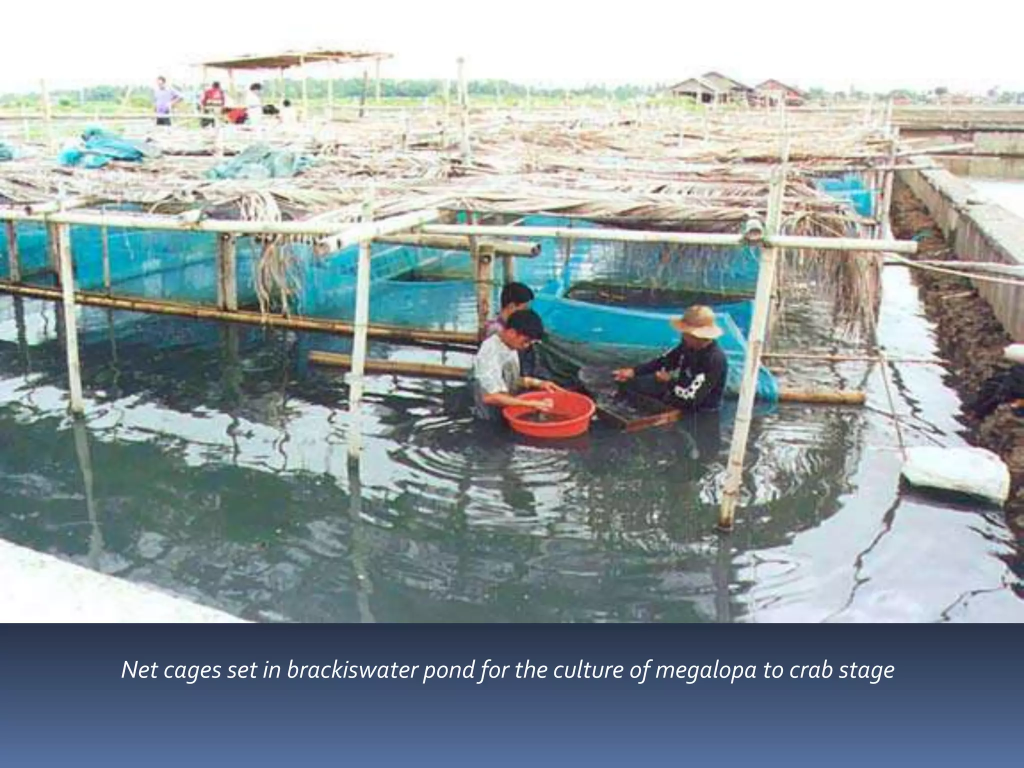 Brood stock management and larval rearing of mud crab scylla serrata ...