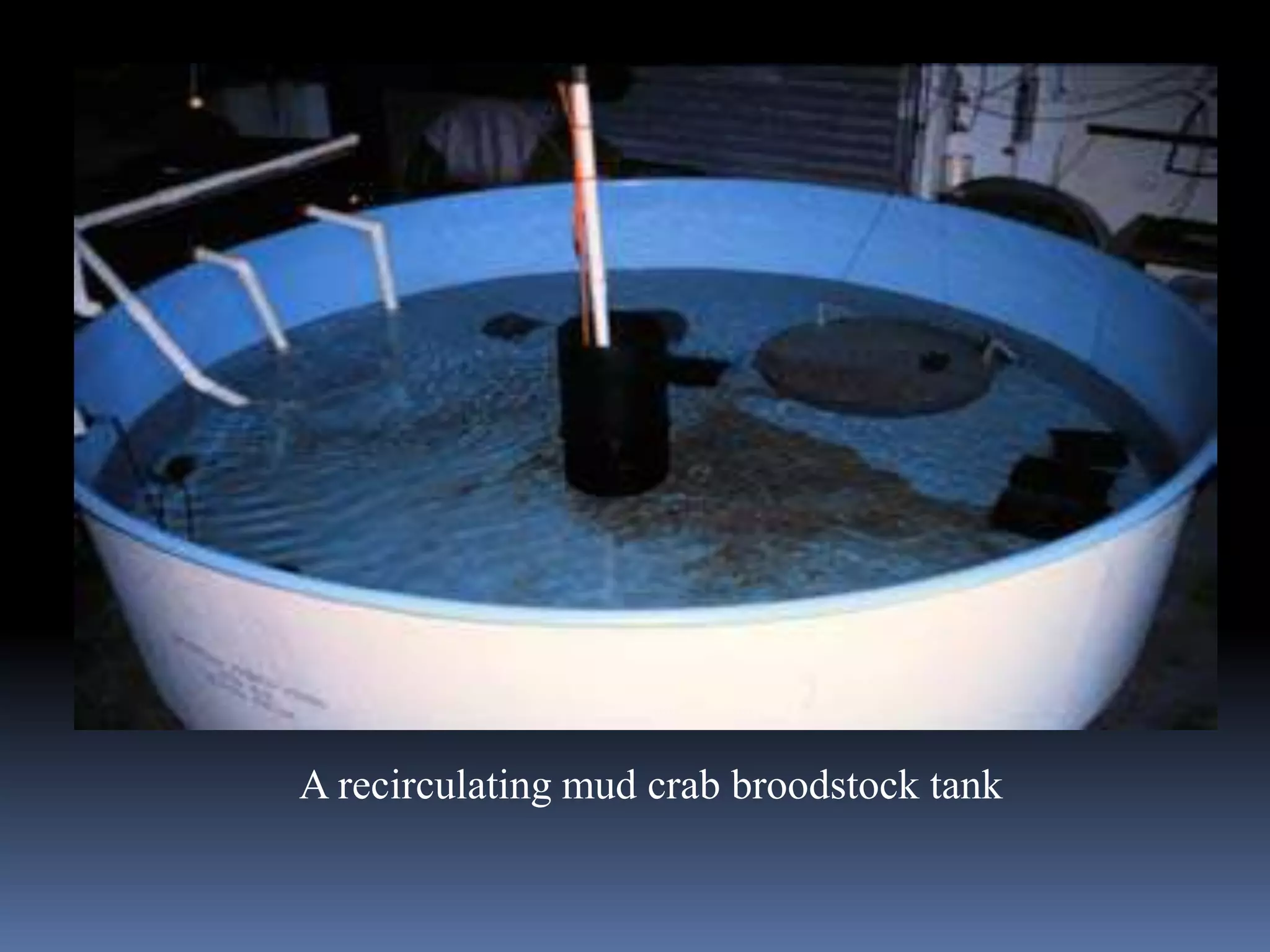Brood stock management and larval rearing of mud crab scylla serrata ...