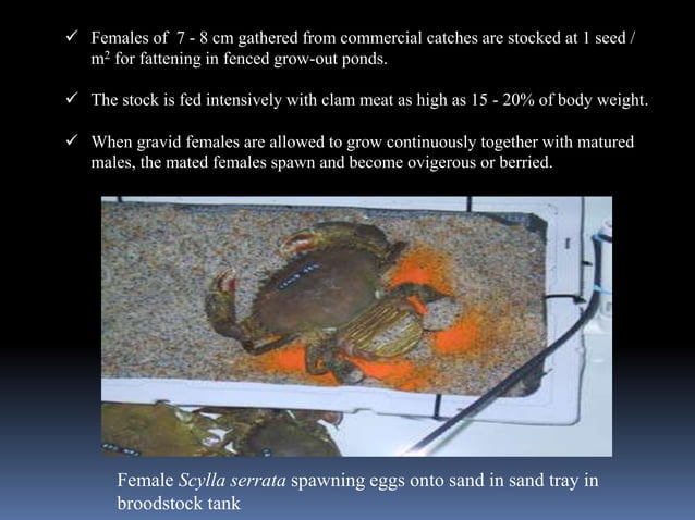 Brood stock management and larval rearing of mud crab scylla serrata ...