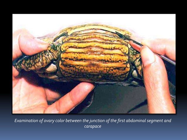 Brood stock management and larval rearing of mud crab scylla serrata ...