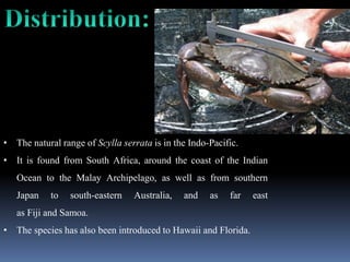 Brood stock management and larval rearing of mud crab scylla serrata ...