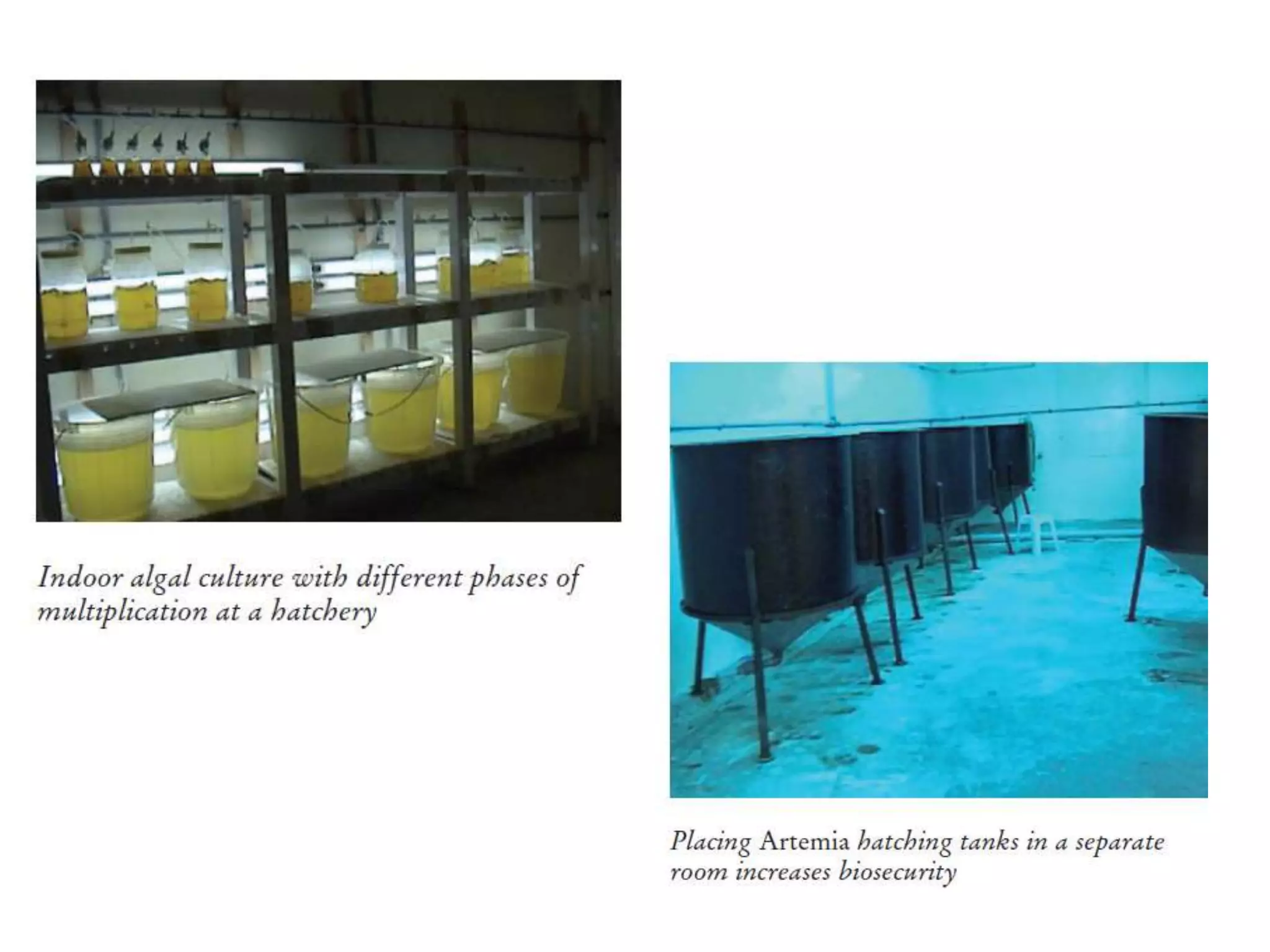 Broodstock nd hatchery management | PPTX