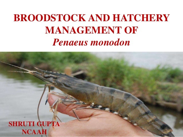Broodstock nd hatchery management