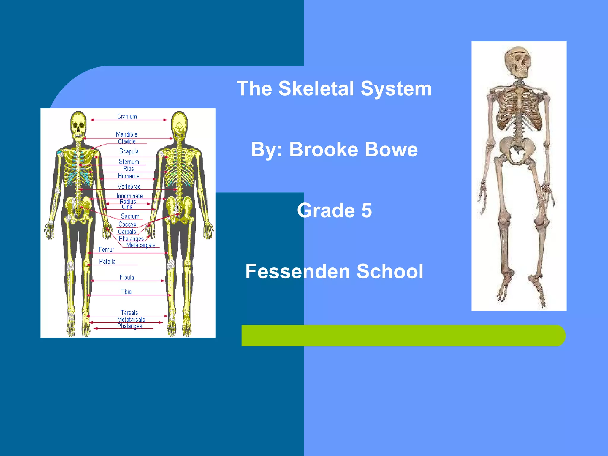 Brooke bowe the skeletal system slide show | PPT