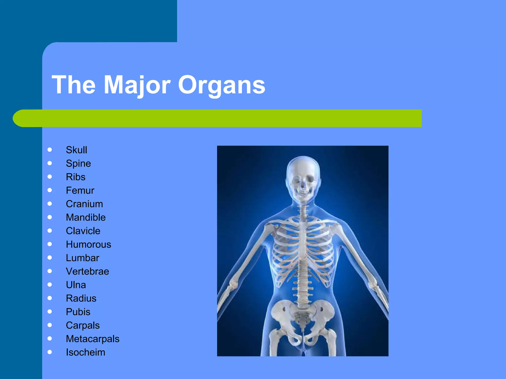 Brooke bowe the skeletal system slide show | PPT