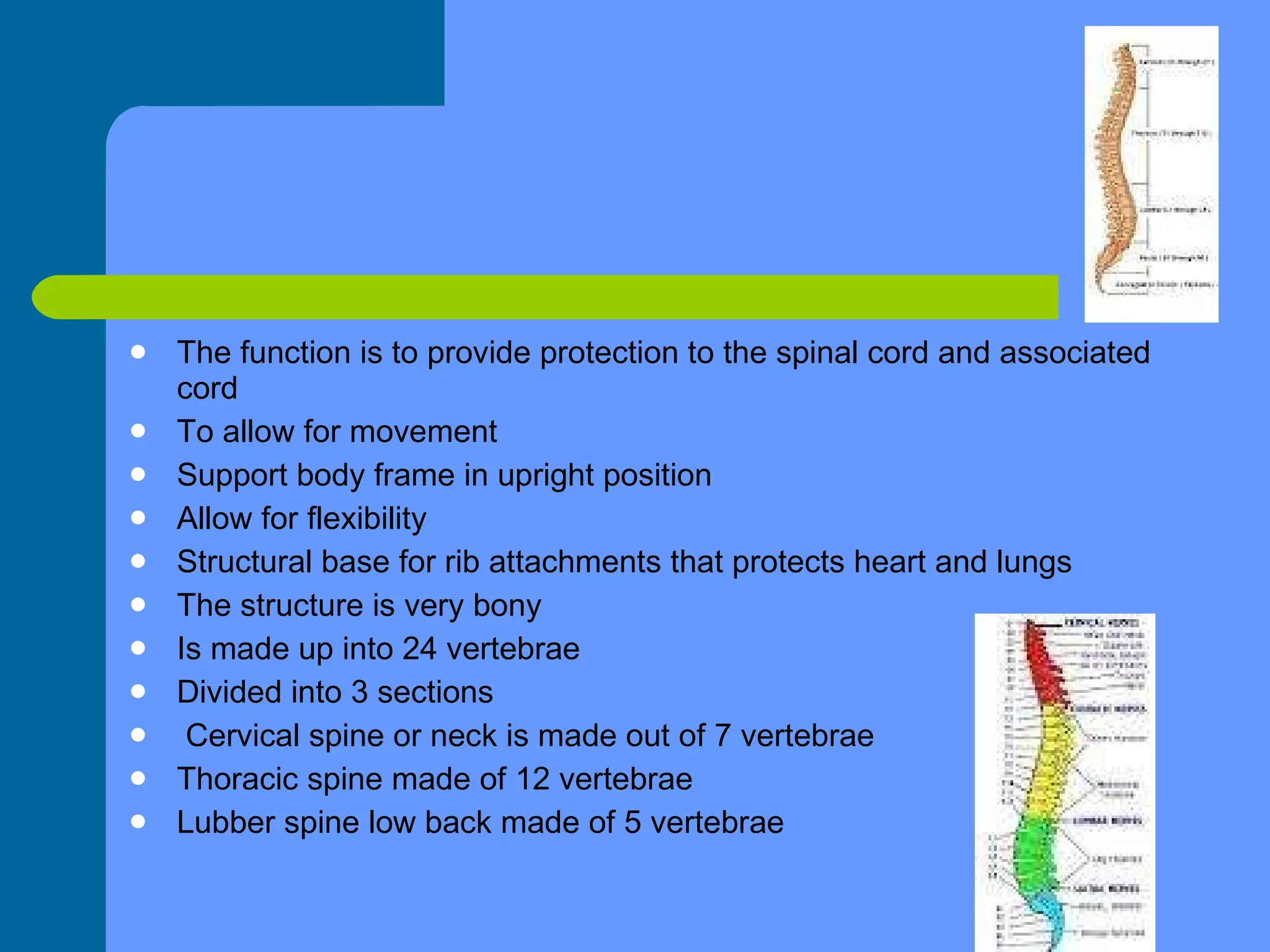 Brooke bowe the skeletal system slide show | PPT