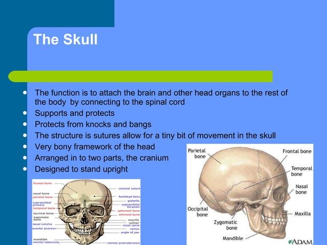 Brooke bowe the skeletal system slide show | PPT