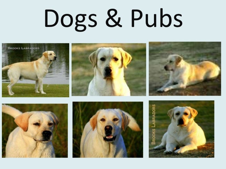 Labrador retrievers in texas