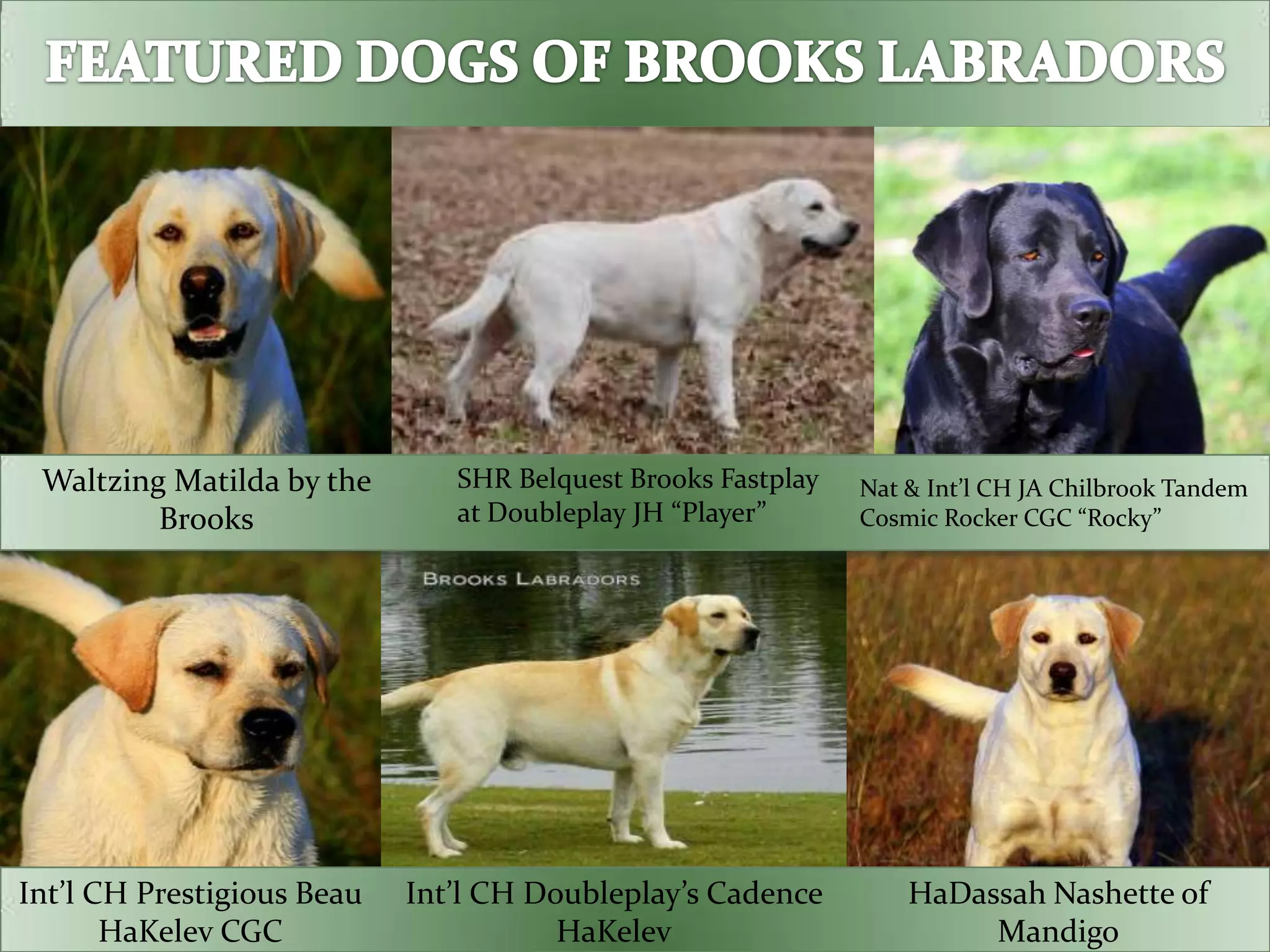 Brooks labradors in texas | PPTX