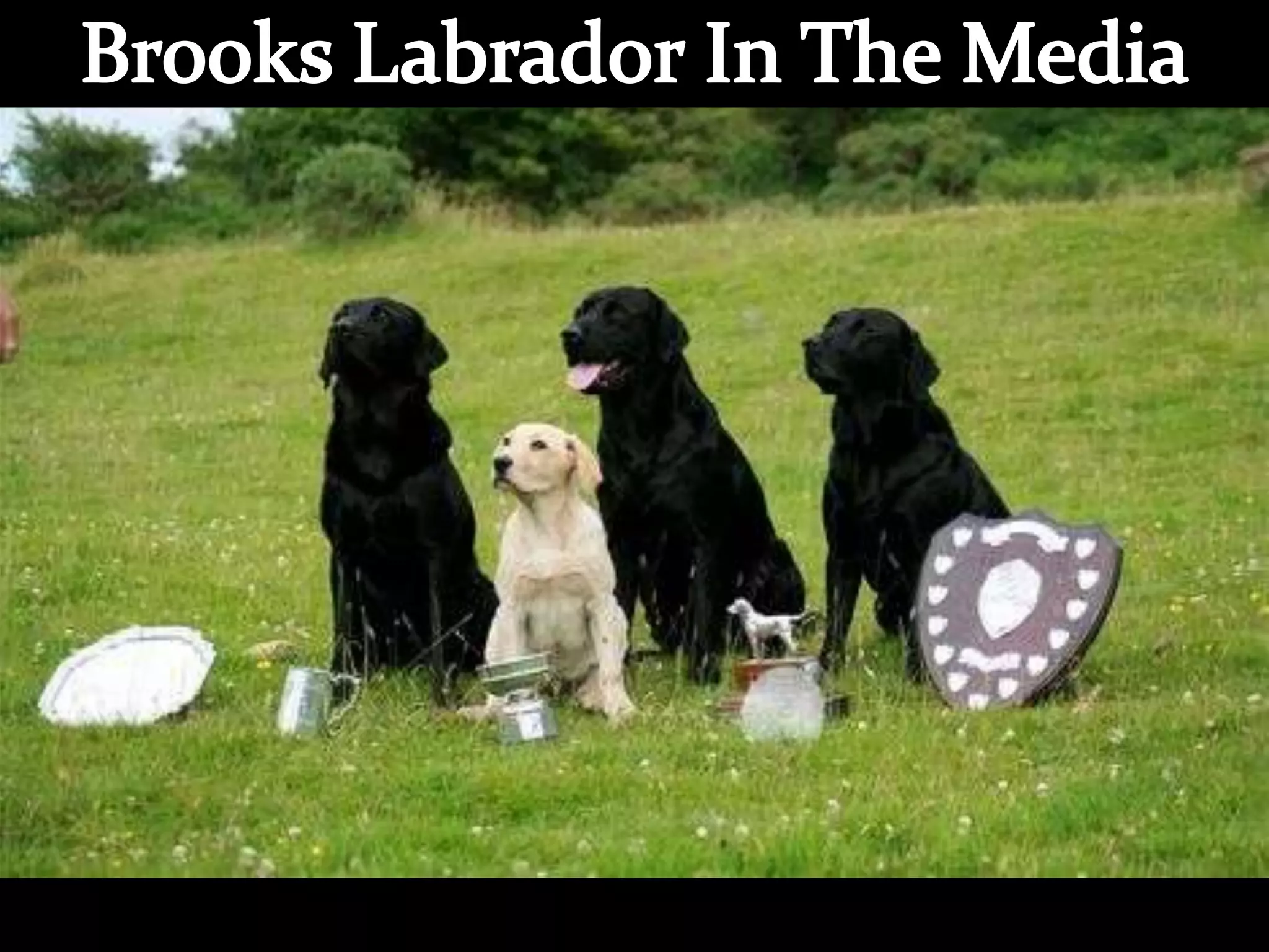 Brooks labradors in texas | PPTX | Dogs | Pets