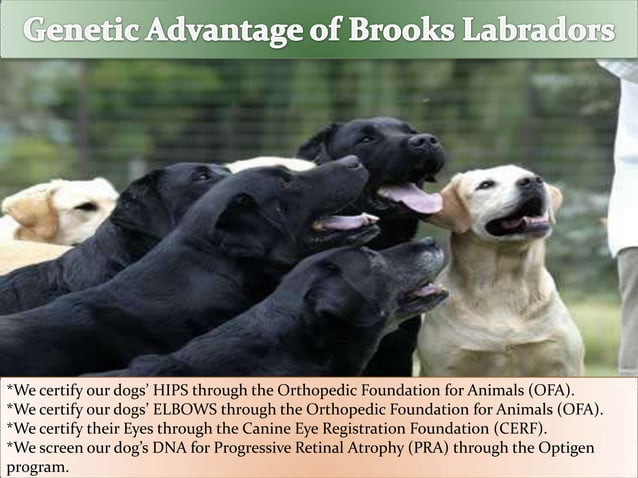 Brooks labradors in texas | PPTX | Dogs | Pets