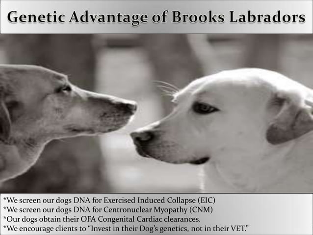 Brooks labradors in texas | PPTX | Dogs | Pets