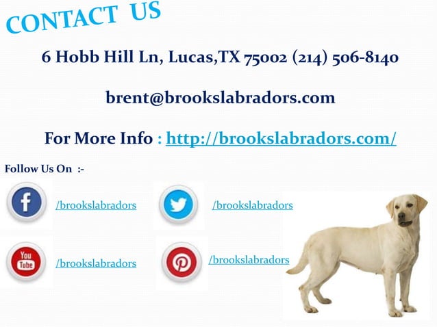 Brooks labradors in texas | PPTX | Dogs | Pets