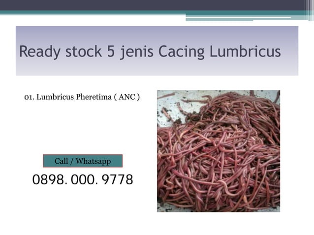 READY 5 JENIS CACING LUMBRICUS MERAH | PDF